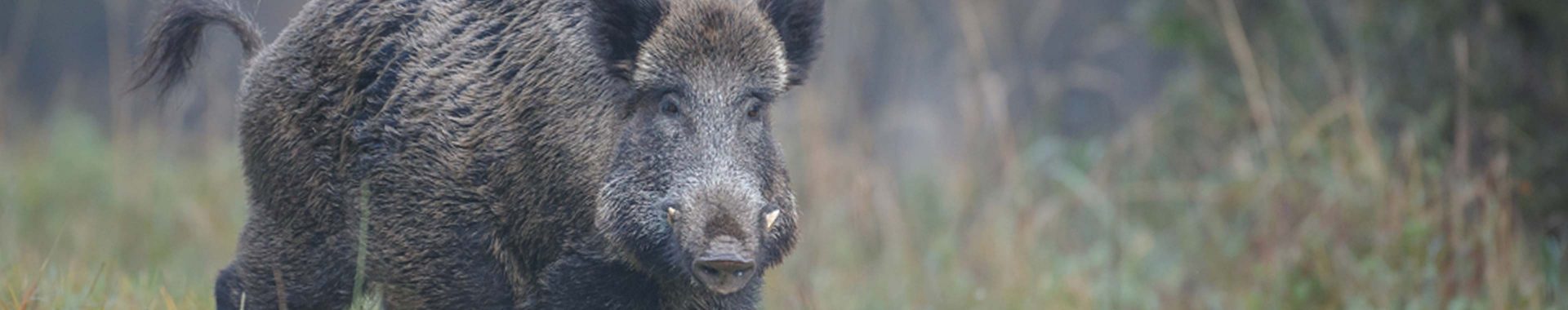 New Zealand Wild Boar Hunts | Free Range | Kaweka Hunting